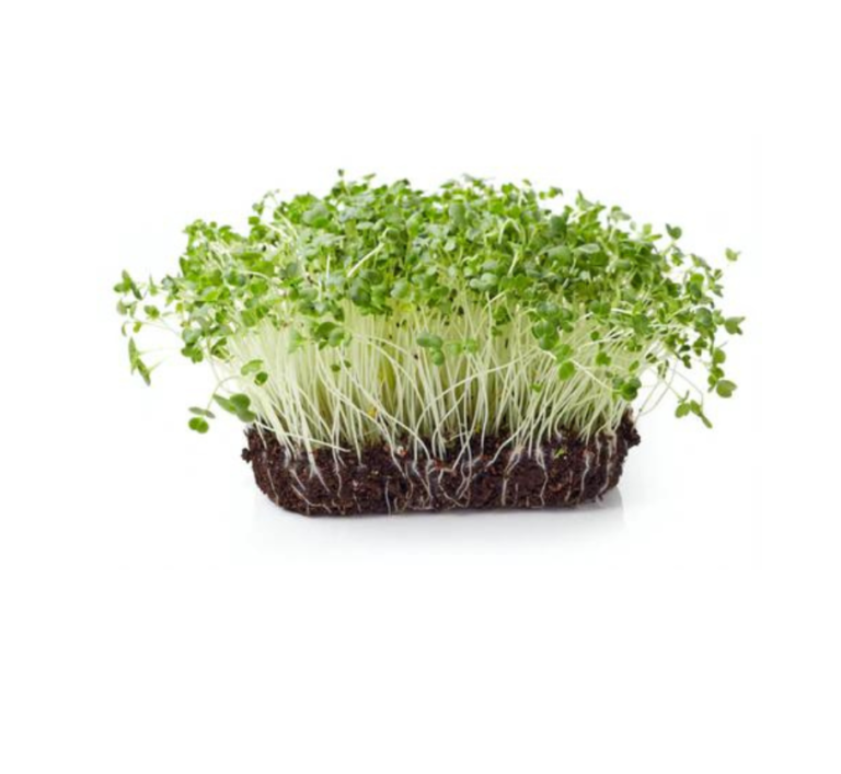 Cauliflower Microgreen 50 grams - Ugrow Seeds